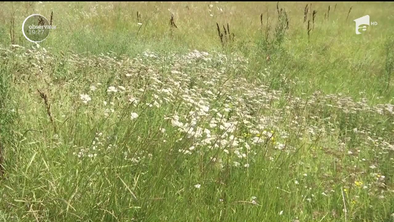 Plantele medicinale care abundă pe pajiști în iulie sunt foarte căutate ...