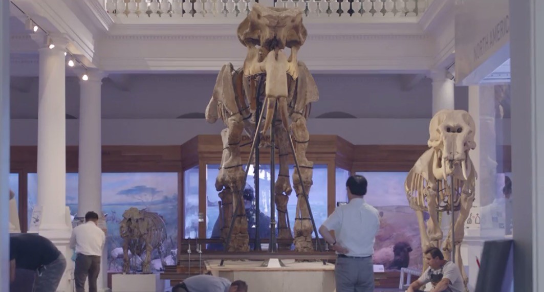 Mamutul de la Muzeul Antipa, protejat de un sistem anticutremur adus ...