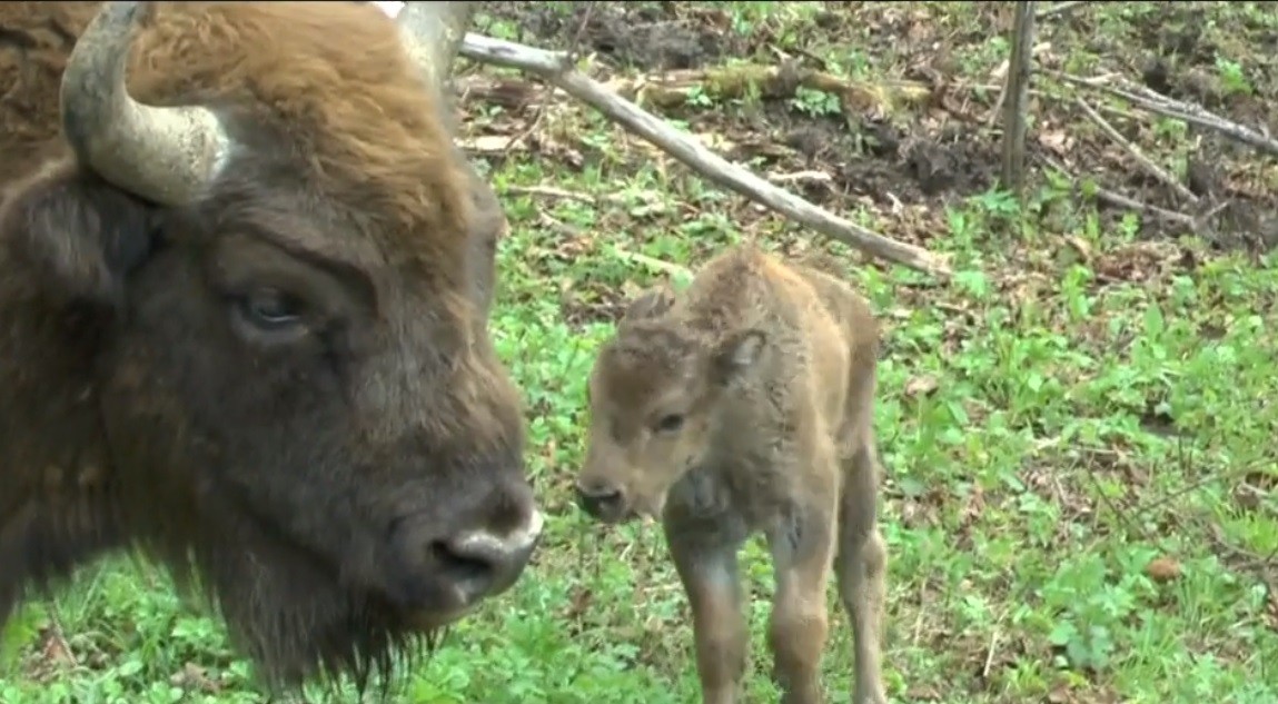 Se caută nume pentru un pui de zimbru din Parcului Natural Vânători Neamţ