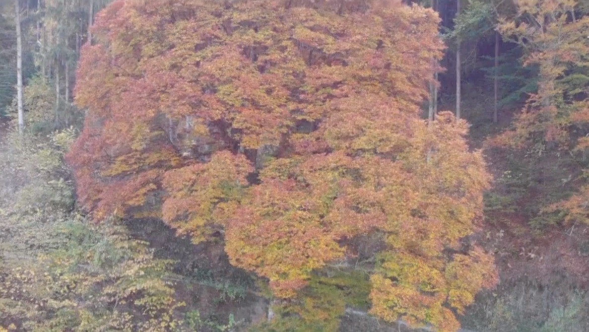 Fagul misterios, mândria locuitorilor din Muncelu, Baia de Arieş