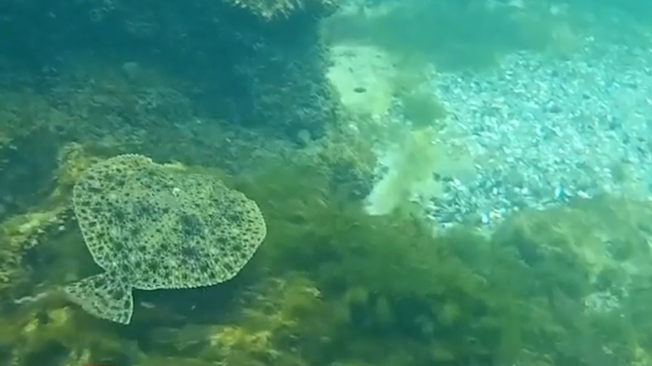 Căluți de mare și calcani filmați în apa limpede a Mării Negre, la ...