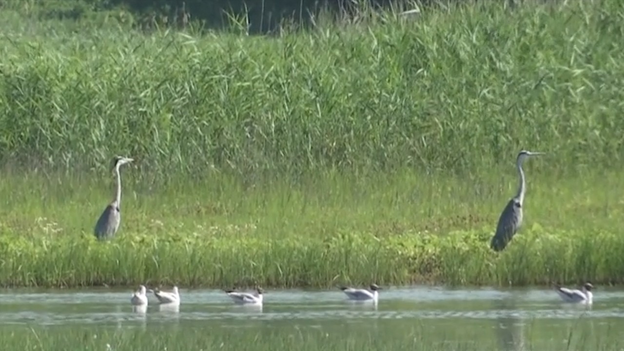 Delta Jijiei sau Delta Moldovei, paradisul natural din apropiere de Iaşi