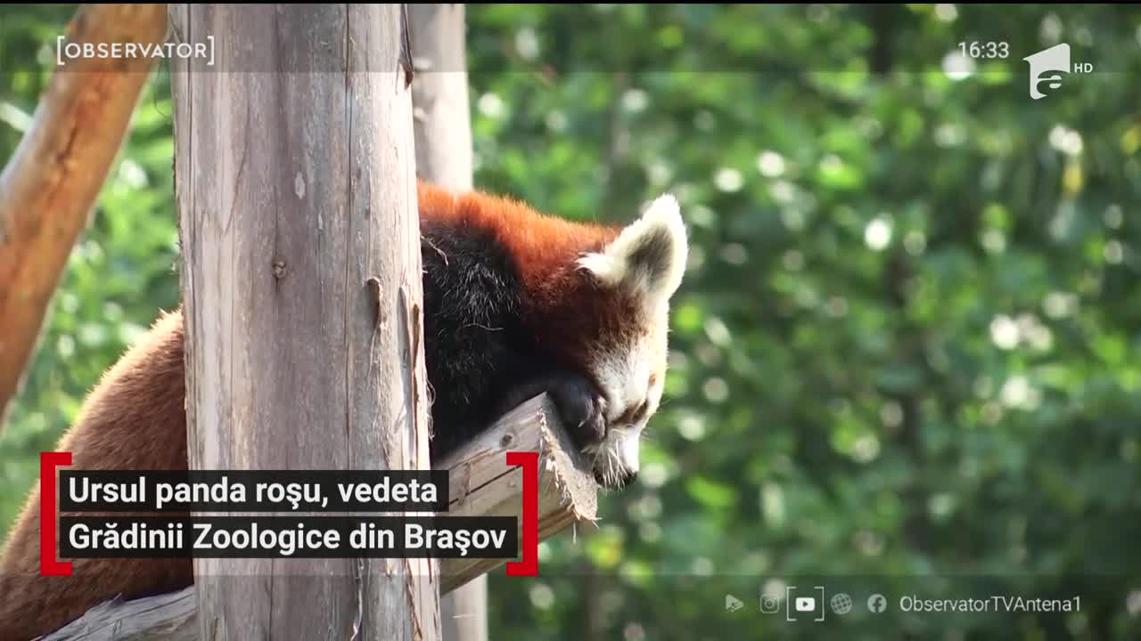 Ursul panda roşu, vedeta Grădinii Zoologice din Braşov | Video | Antena 1