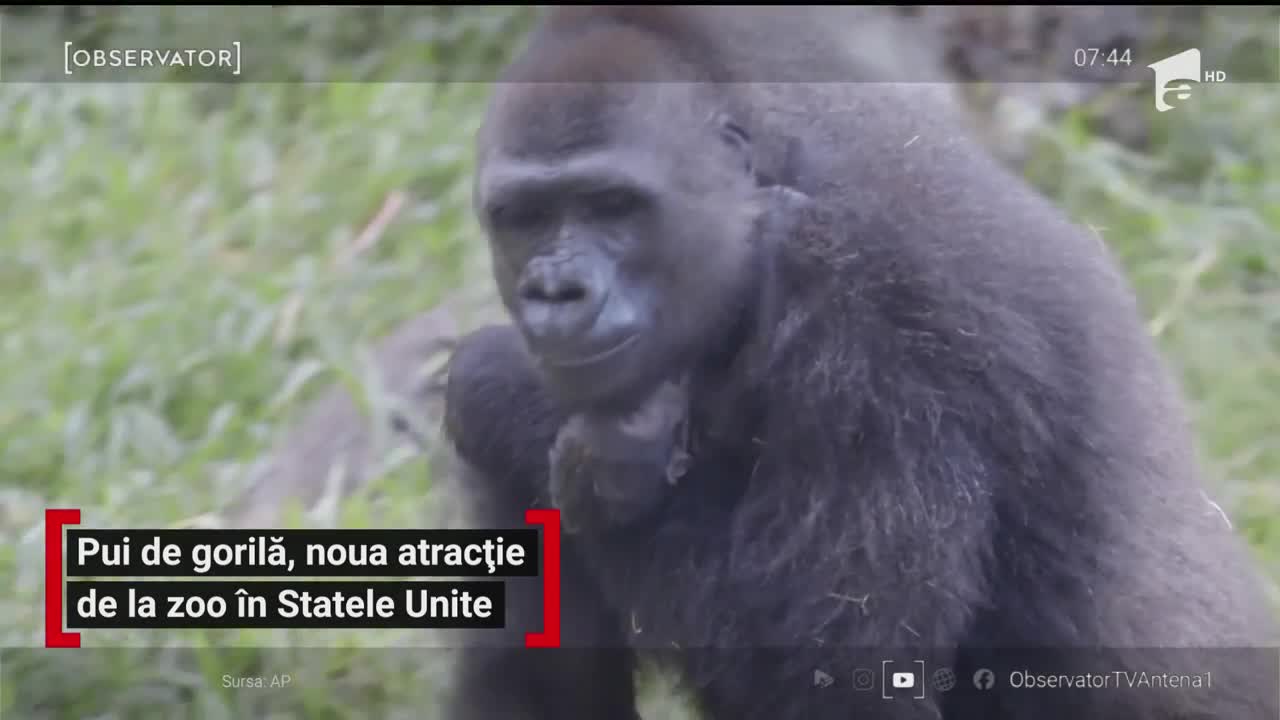 Pui de gorilă, noua atracție de la zoo în Statele Unite | Video | Antena 1