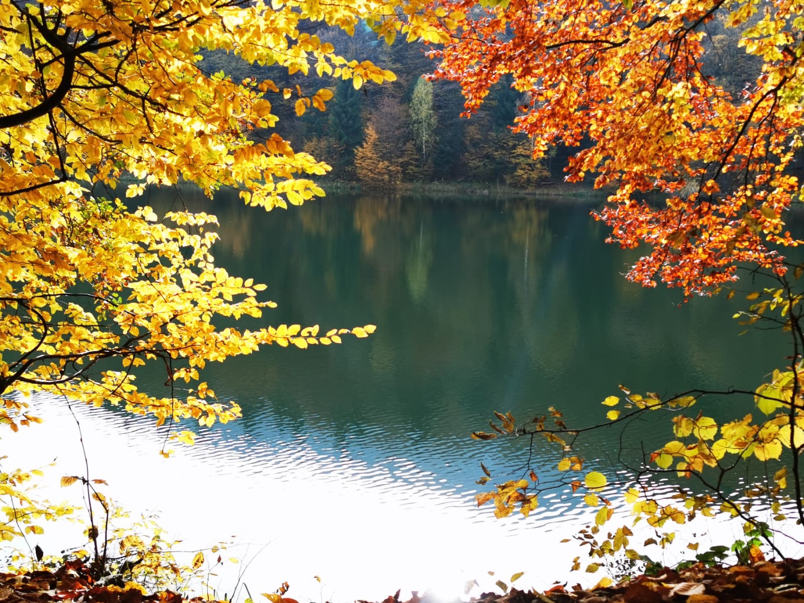 Lacul Codlea, destinația perfectă pentru iubitorii de natură. Spectacol ...