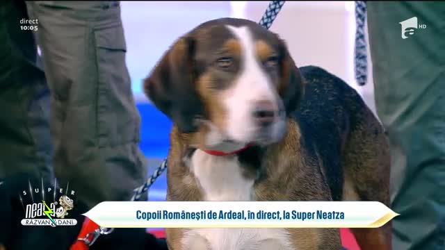 Copioii Românești de Ardeal, în direct, la Super Neatza | Video | Antena 1