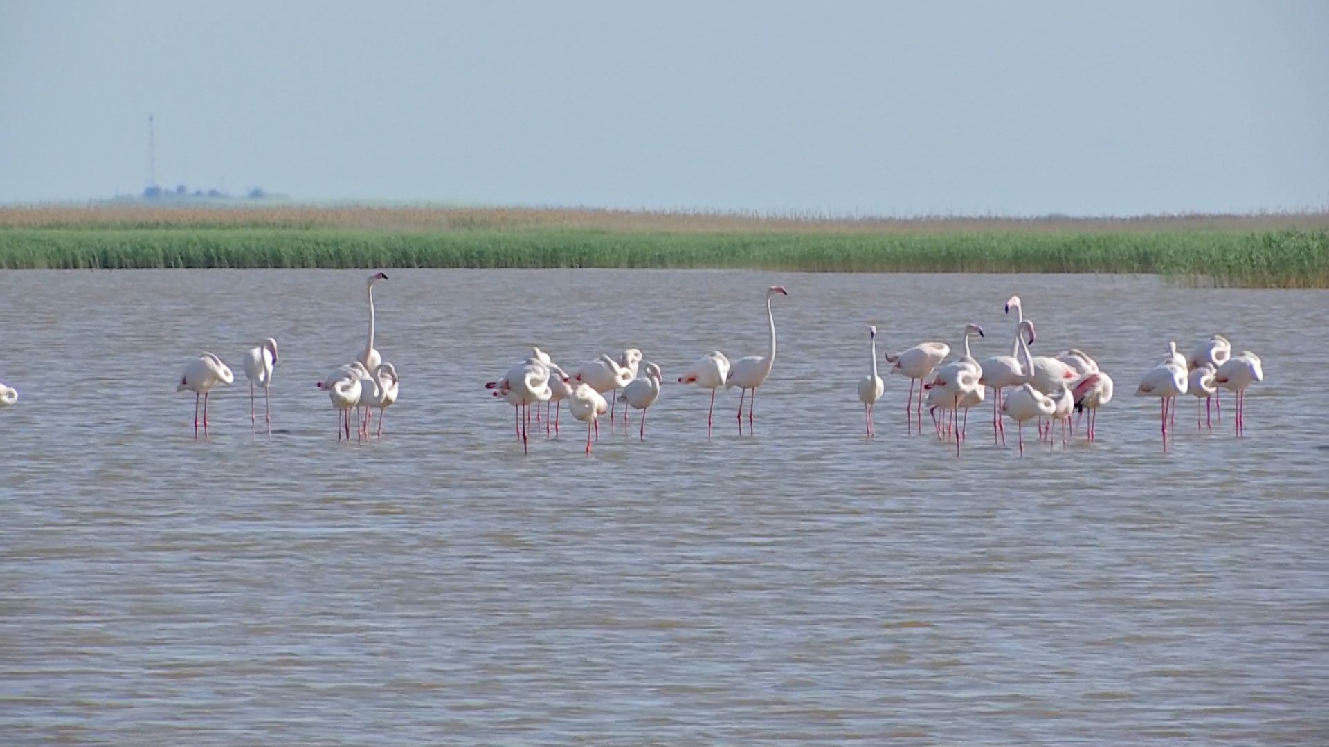 Imagini spectaculoase la malul Mării Negre. Zeci de păsări flamingo au ...