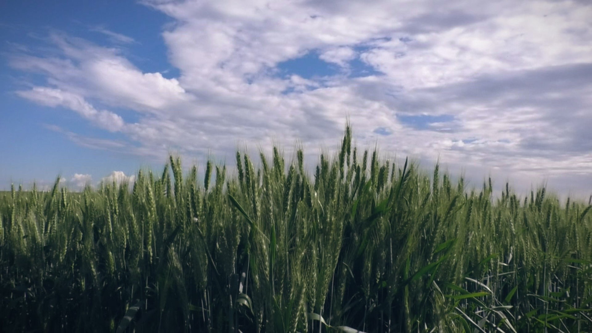 Producţie record de grâu, în România, ca urmare a ploilor. Preţurile ...