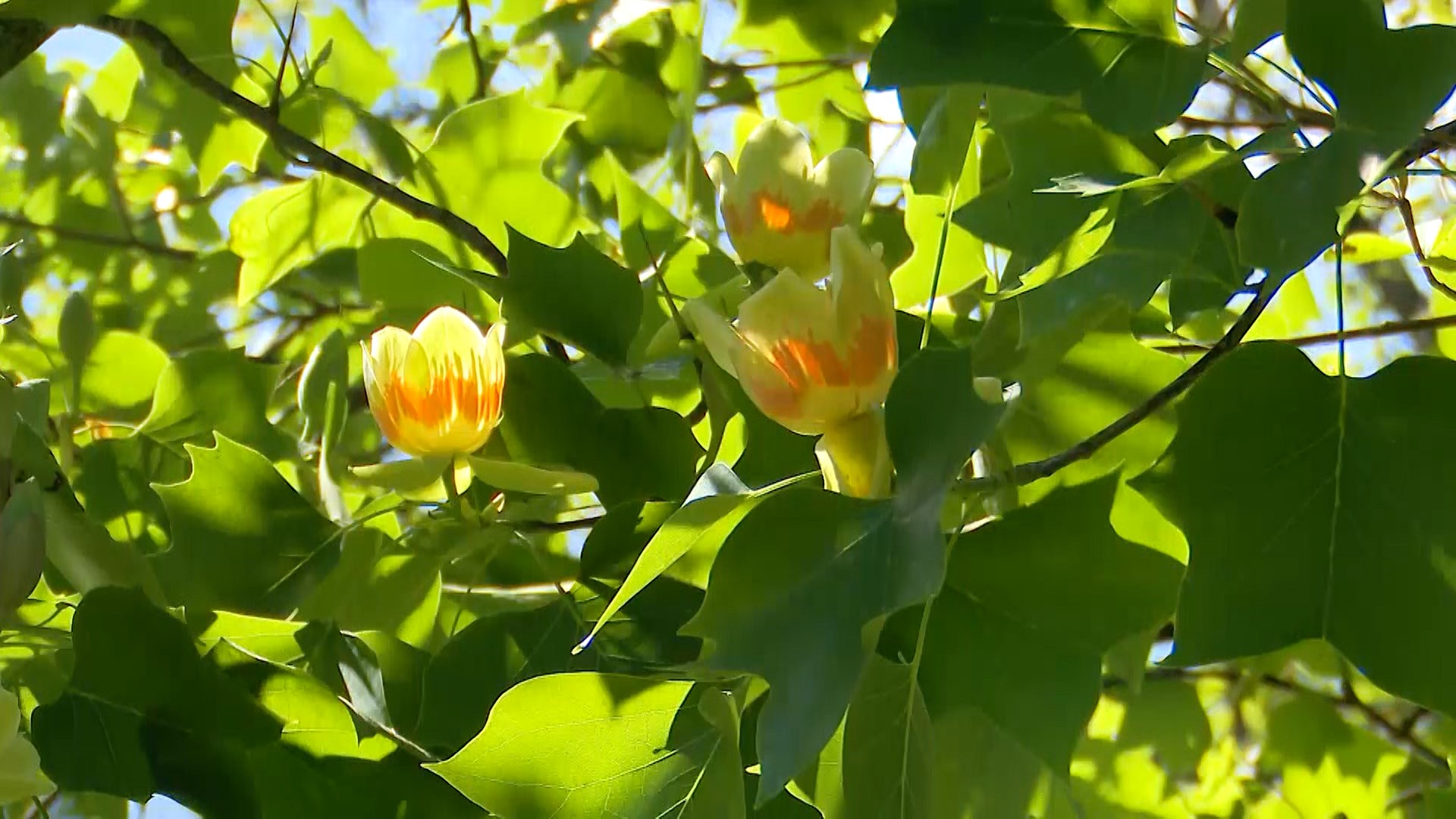 Copacul cu lalele, adevărata atracţie a Palatului Brukenthal din Avrig ...