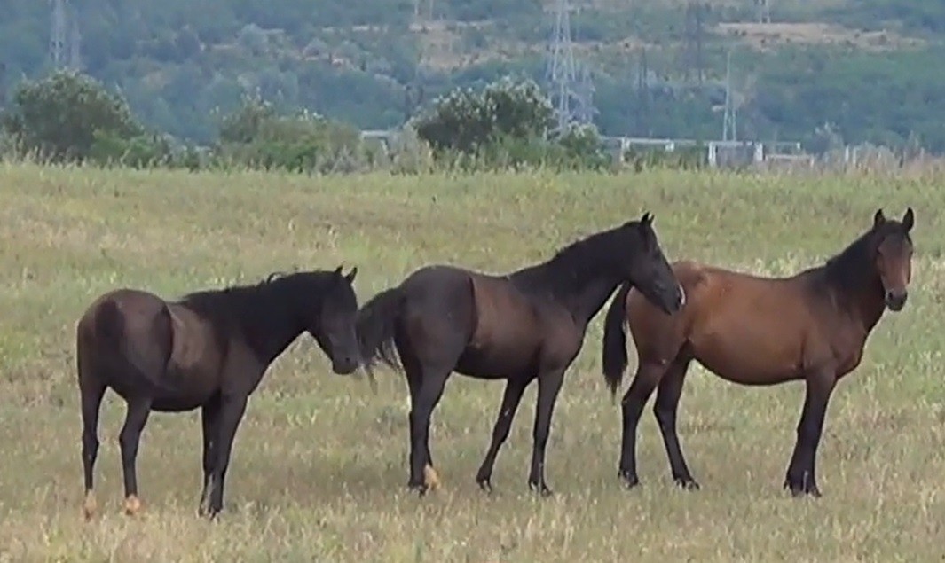 Insula Ostrov, paradisul cailor sălbatici, a devenit una dintre cele ...