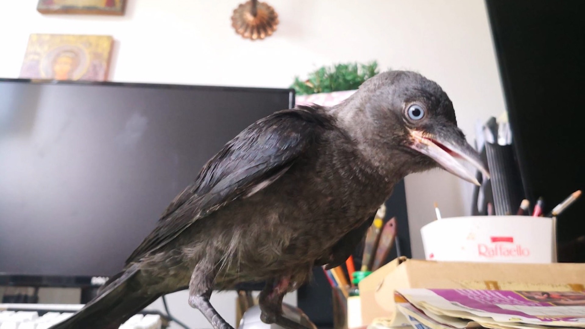 Mobilizare uriaşă pe Internet pentru găsirea lui Cronky. Puiul de ...