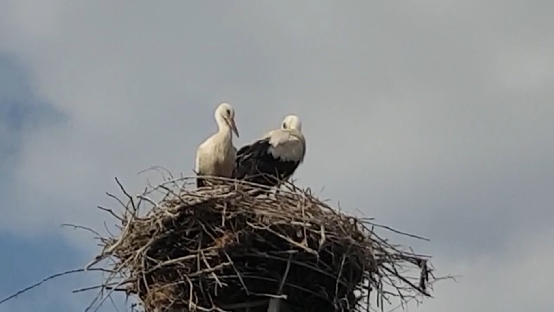 Pompierii chemaţi să salveze doi pui de barză care păreau abandonaţi au ...