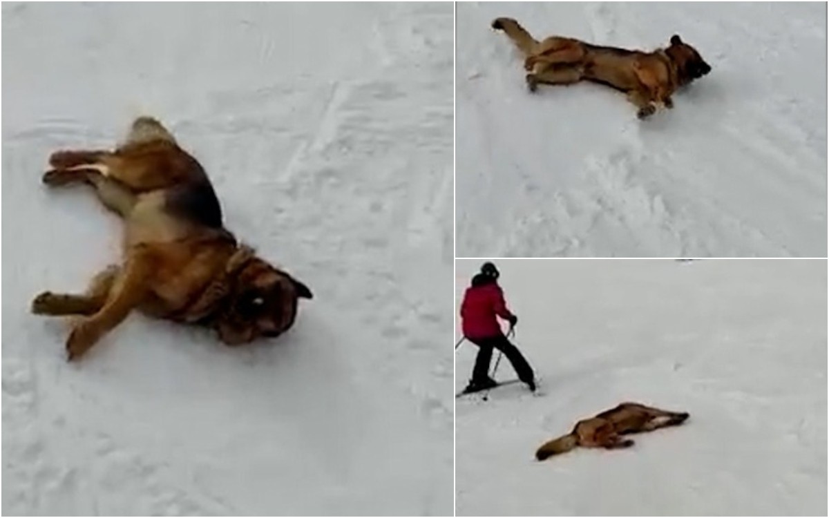 "Extraordinar!" Thorr, câinele care a devenit atracţia staţiunii Straja ...