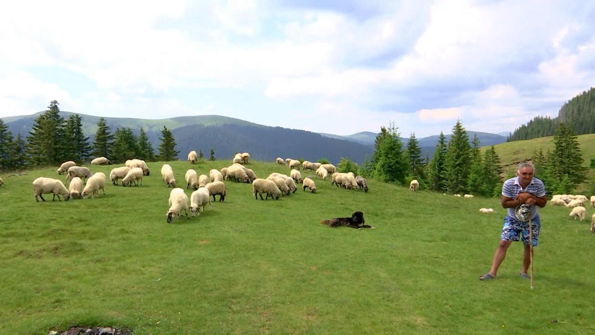 Dispar ciobanii, în țara Mioriței. De ce refuză tinerii să mai practice ...
