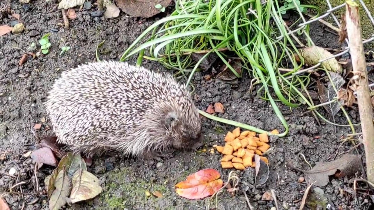 Arici devenit vedetă pe Internet, datorită unui mureşean. Videoul în ...