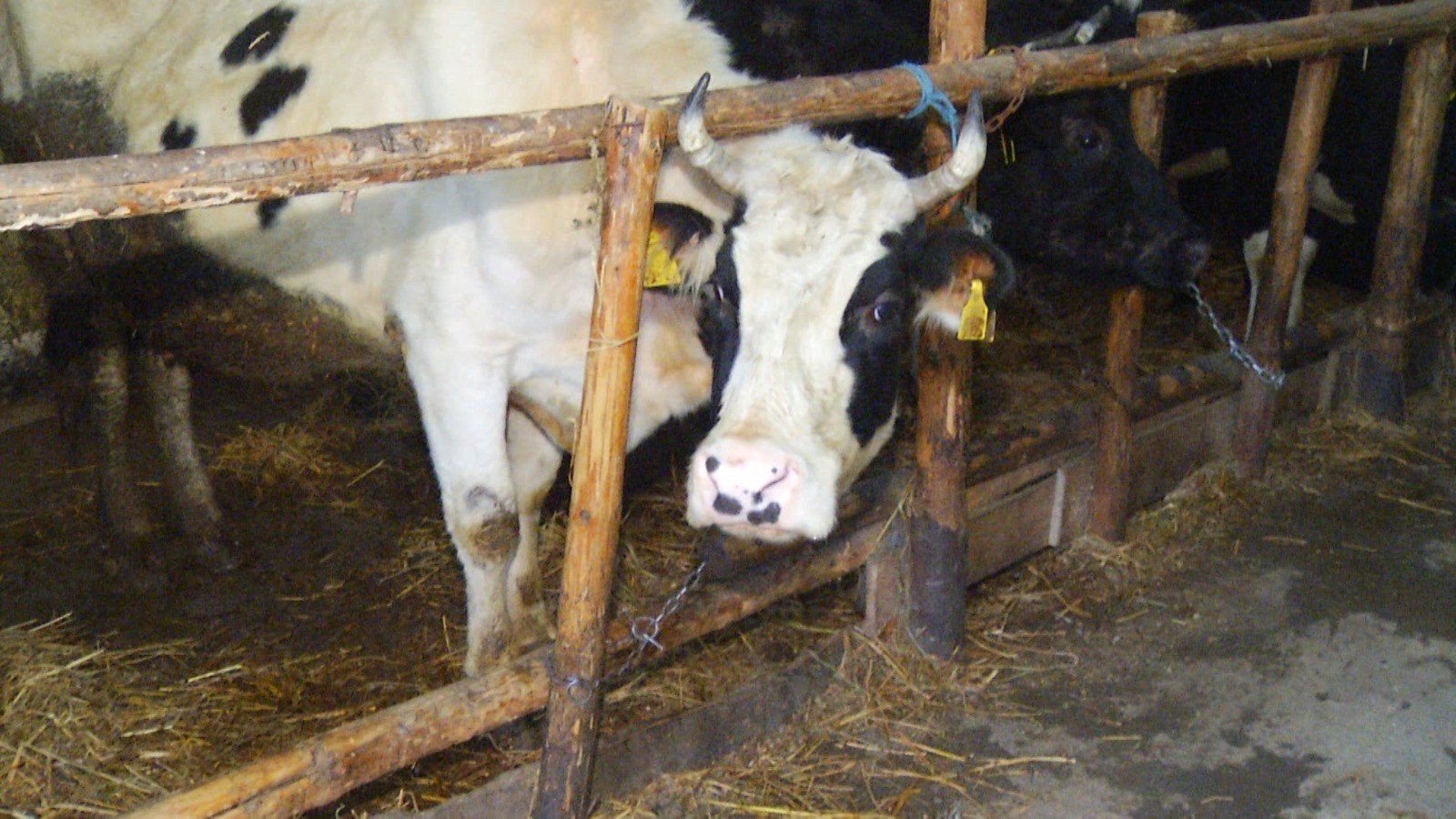 China a reuşit, în premieră, să cloneze cu succes "super vaci" Holstein ...
