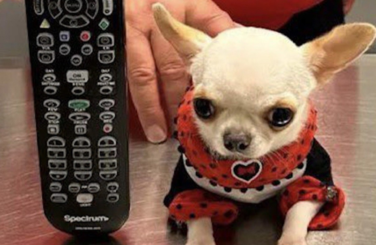 Cel mai scund câine din lume. Pearl are numai 9 centimetri şi ...