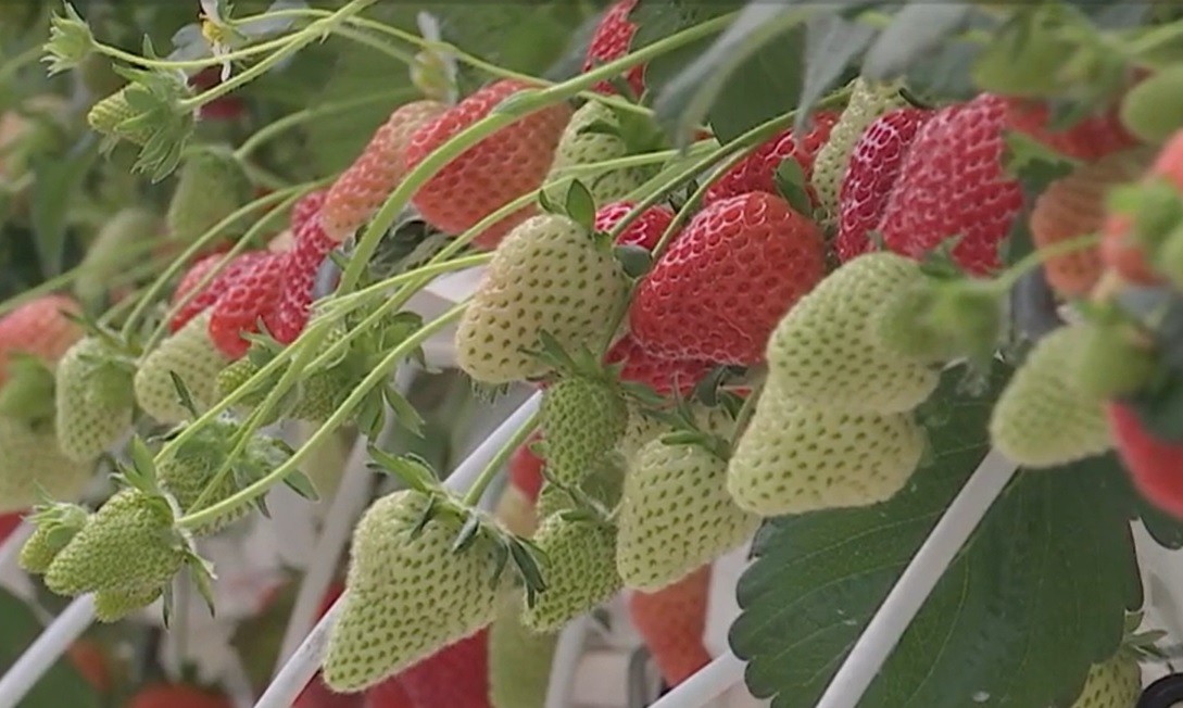 Cât costă un kg de căpşuni crescute într-un amestec făcut din coajă de ...