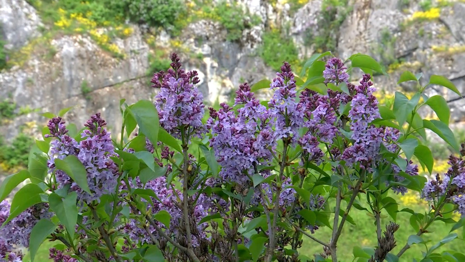 Rezervaţia unică din România unde liliacul este rege. Deşi a fost ...