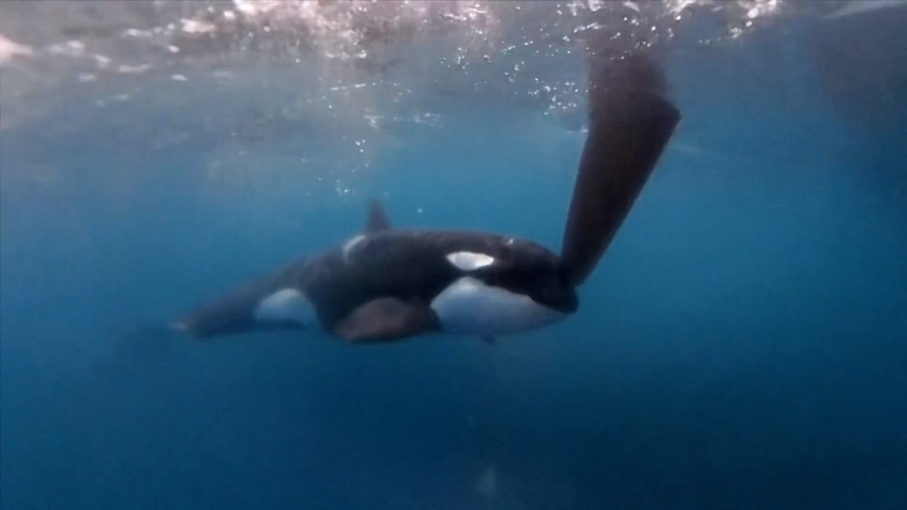 Clipe de groază în Oceanul Atlantic. Balenele ucigașe au atacat navă ...