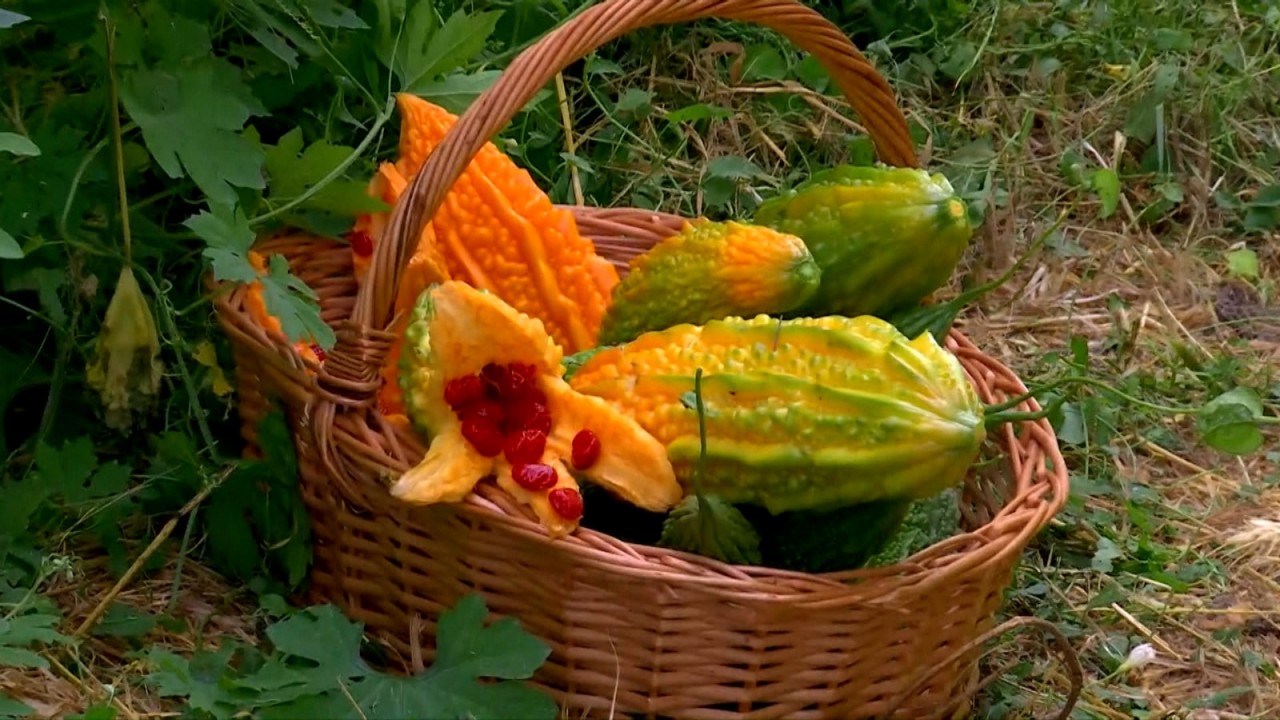Leguma adusă din Nepal pe care a mizat o familie de producători din ...