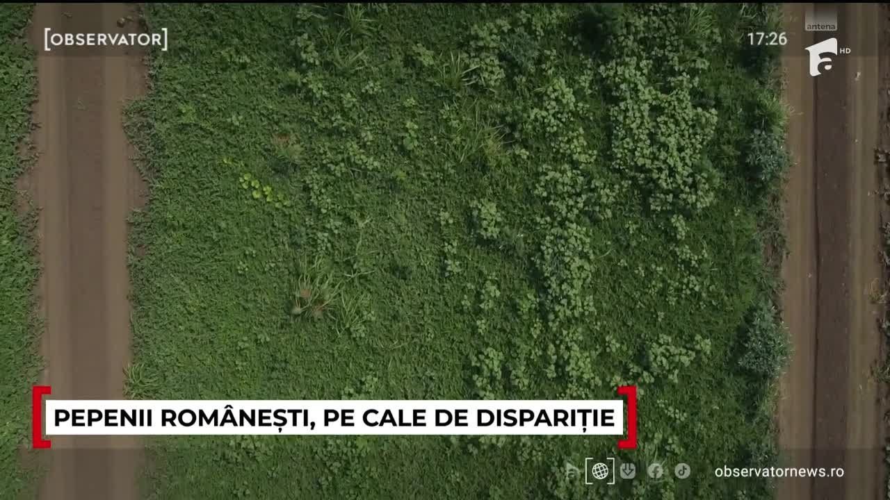 Pepenii Gottlob, pe cale de dispariţie | Observatornews.ro