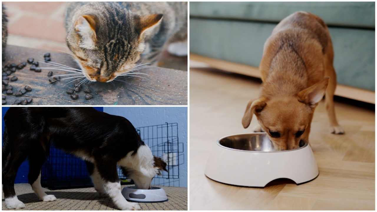 Alimentele total interzise pentru câini şi pisici, potrivit ...