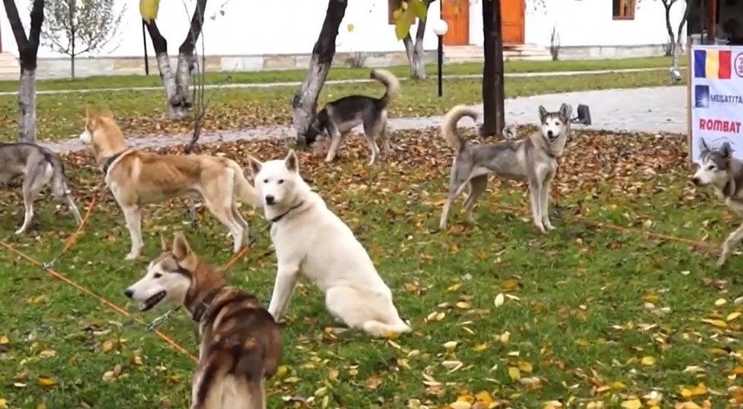 Doi bistriţeni, medalii de aur la Campionatul Mondial de carturi trase ...