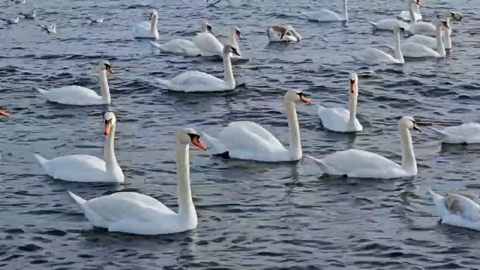 Zeci de lebede s-au "cazat" la mare, în Eforie Sud, în toiul iernii. Priveliştea care i-a ...