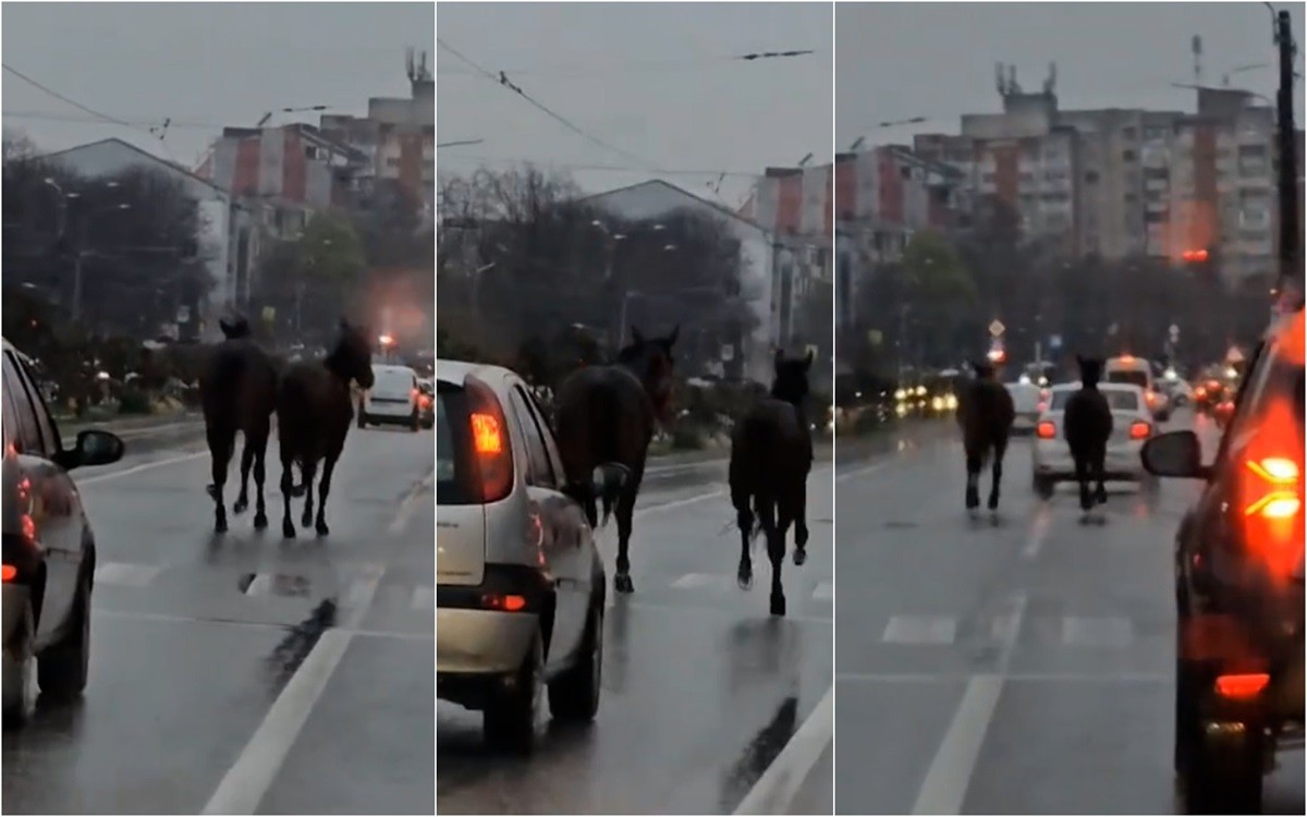 Doi cai au fost filmaţi în timp ce fug dezorientaţi pe un bulevard din ...