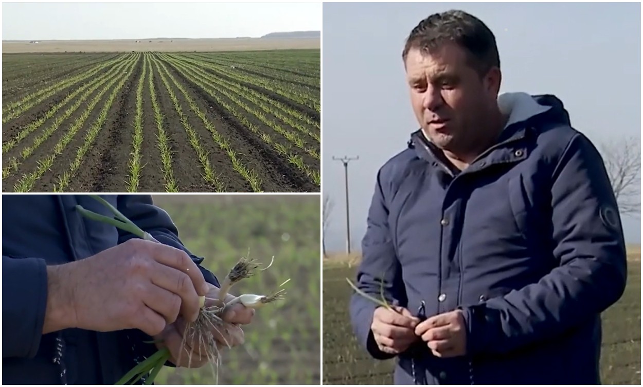 Fermierii care primesc bani de la stat în avans: 1.500 de euro pe ...