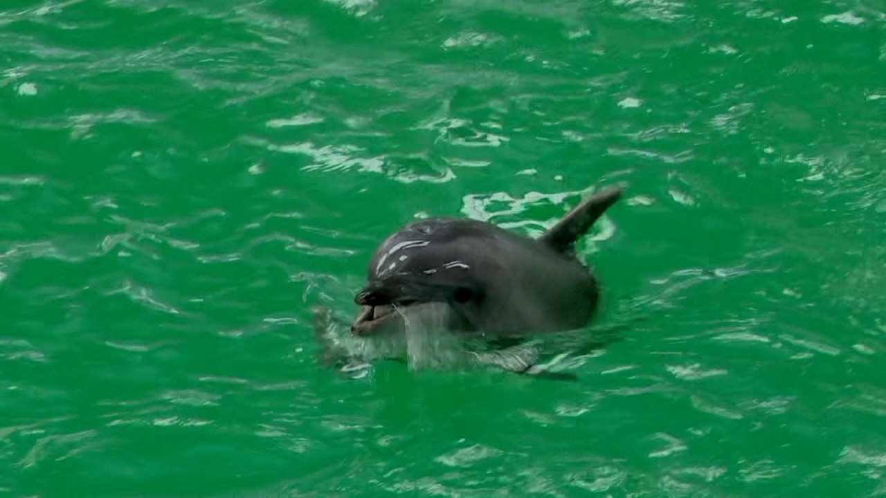 Primul pui de delfin născut la Delfinariul din Constanța. Baby e încă ...