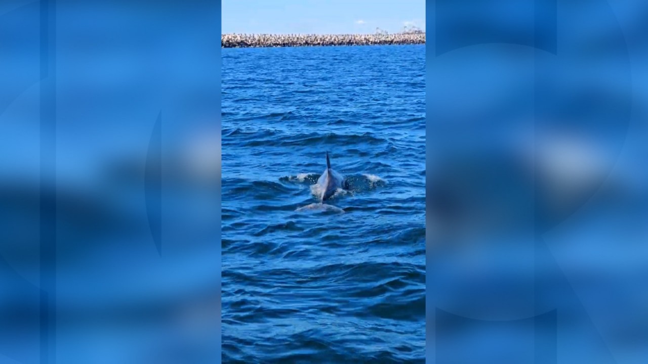 Spectacol inedit în Portul Agigea din Constanţa. Delfinii, plimbare în ...