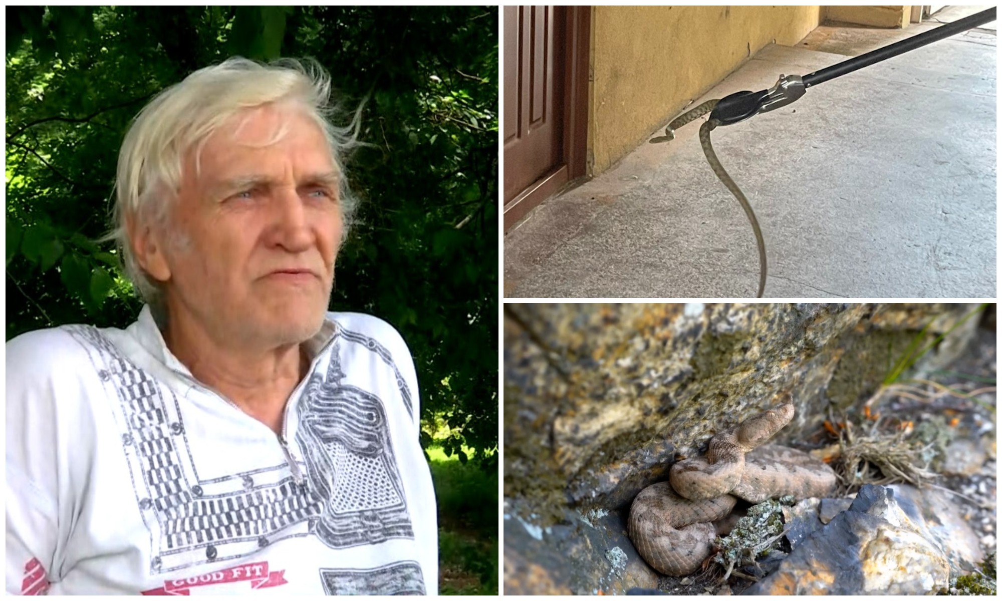 Marile oraşe, invadate de şerpi. De ce apar tot mai multe reptile pe ...