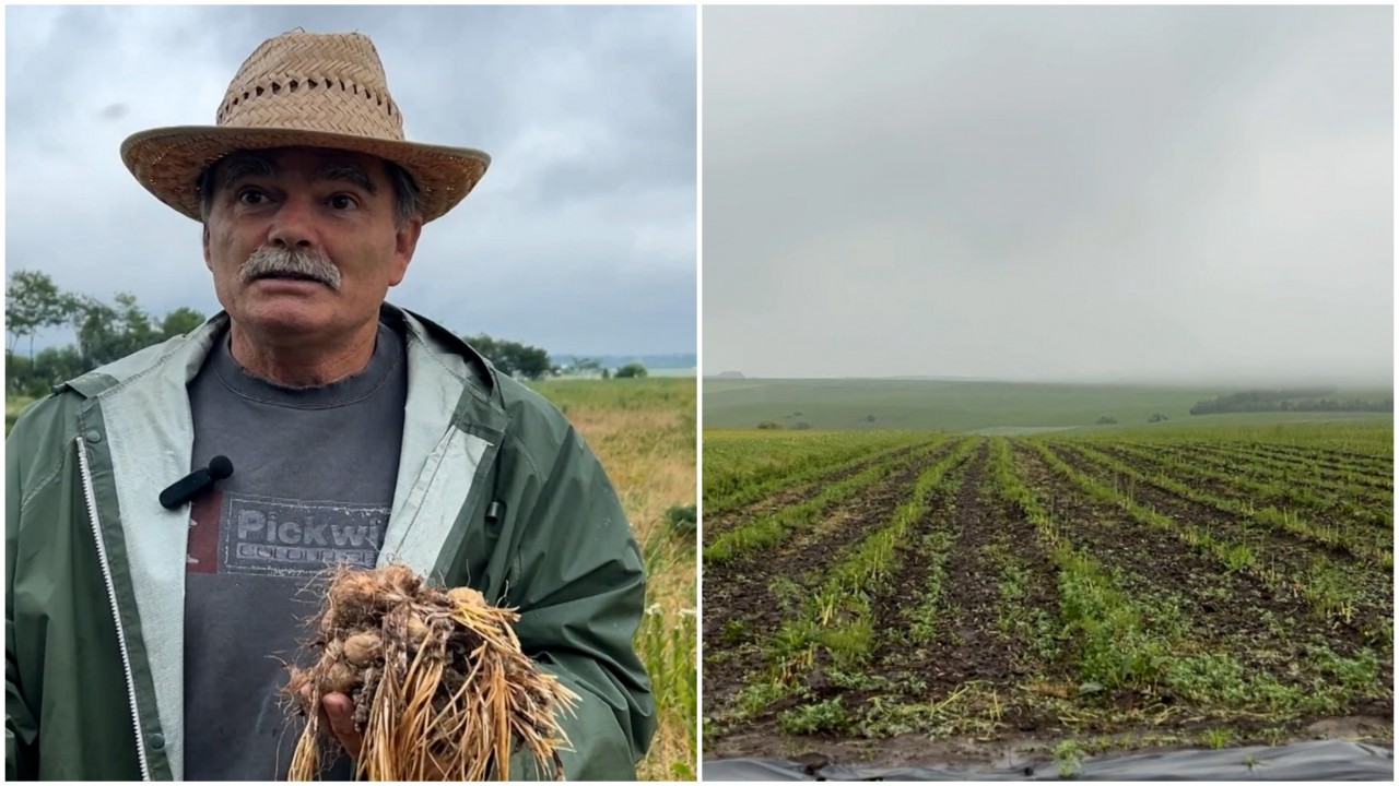 Planta-minune care se vinde cu 100 de lei gramul. Dumitru a pus bazele ...