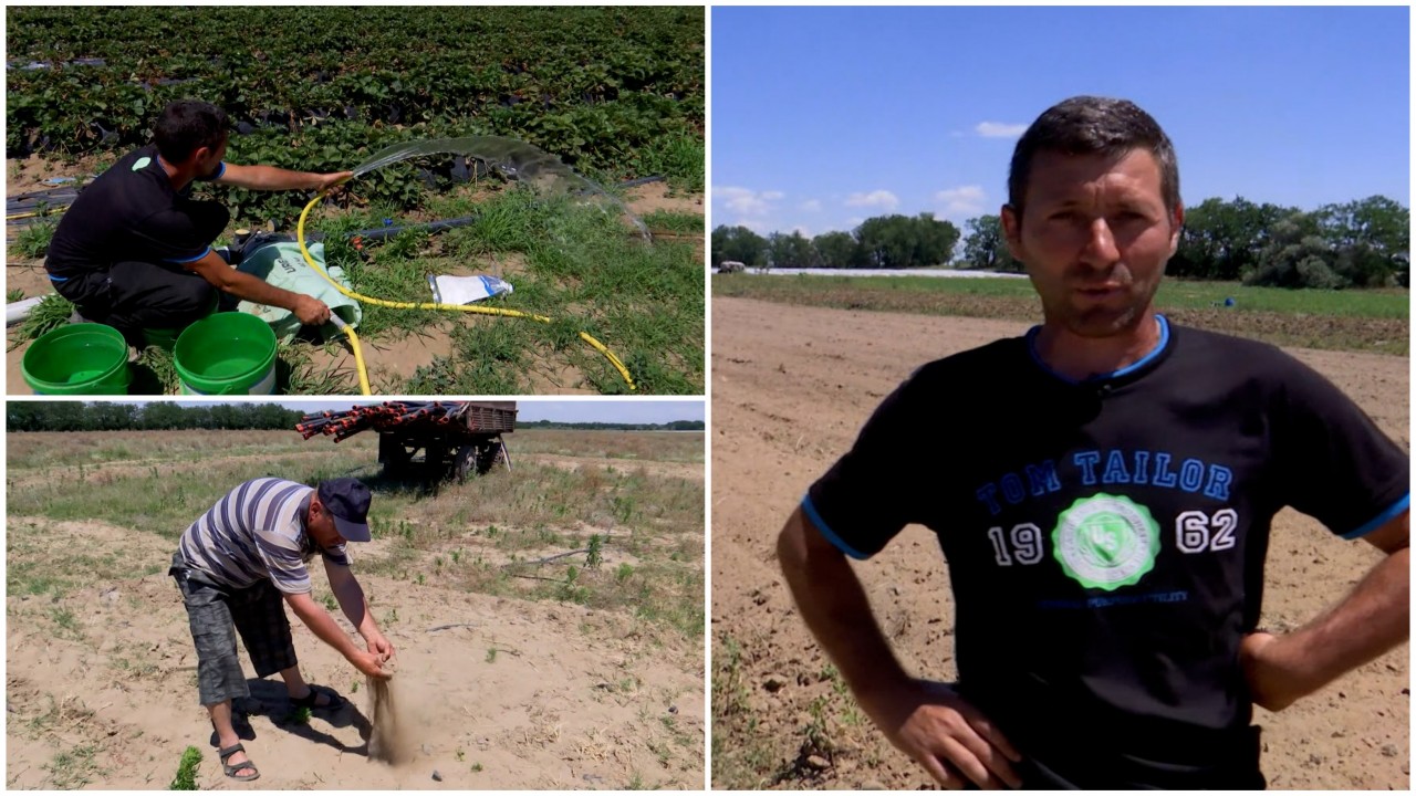 Kiwi, curmali şi kaki în loc de pepeni de Dăbuleni. Fermierii din ...