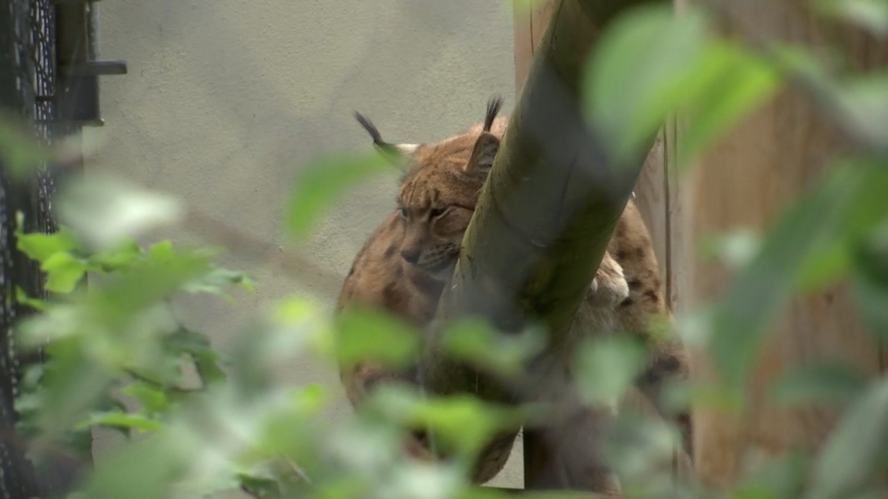11 iunie - Ziua râsului. Mare petrecere la Grădina Zoo din Braşov. Ce ...