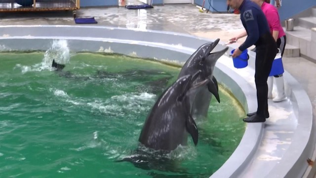 Baby, primul pui de delfin născut în captivitate în România, a murit ...