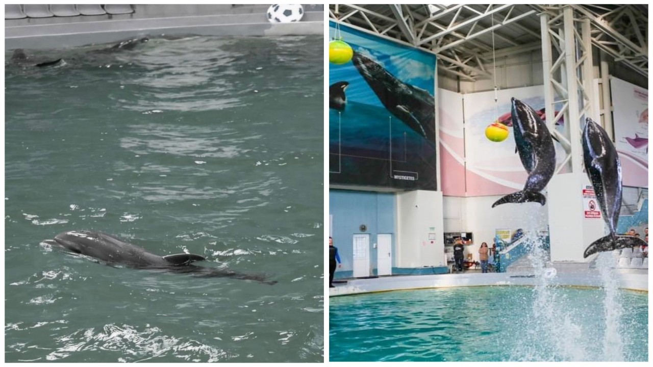 Baby, primul pui de delfin născut în captivitate în România, a murit la ...