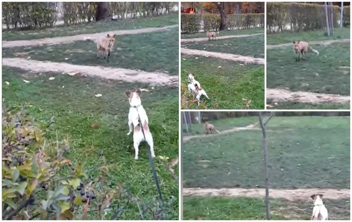 Joacă inedită între o vulpiţă şi un căţeluş în Parcul Noua din Braşov ...