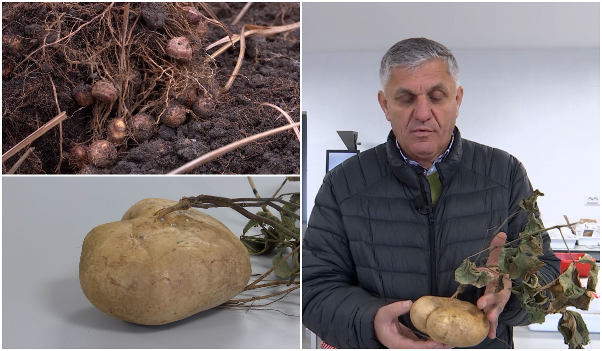 Leguma gustoasă şi bogată în proteine care seamănă cu un cartof. Este ...