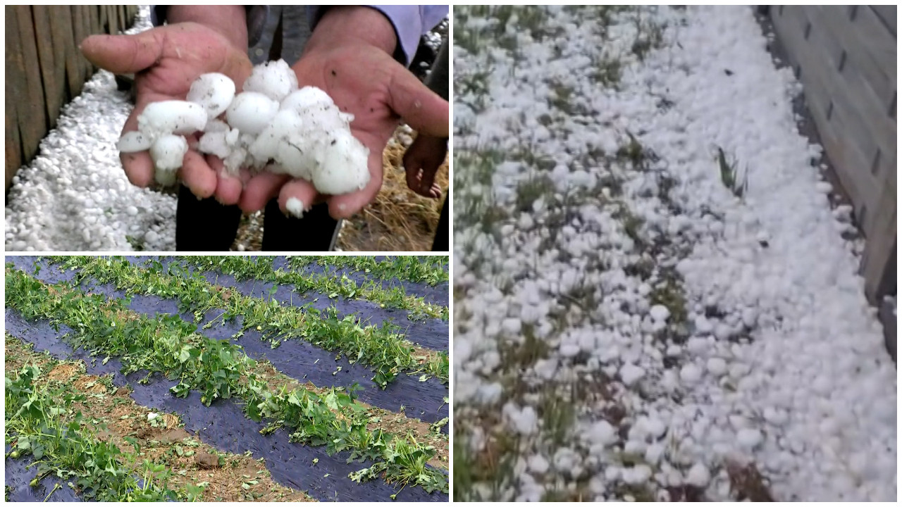 Dezastru în Dolj şi Mehedinţi, unde grindina a pus la pământ culturi ...