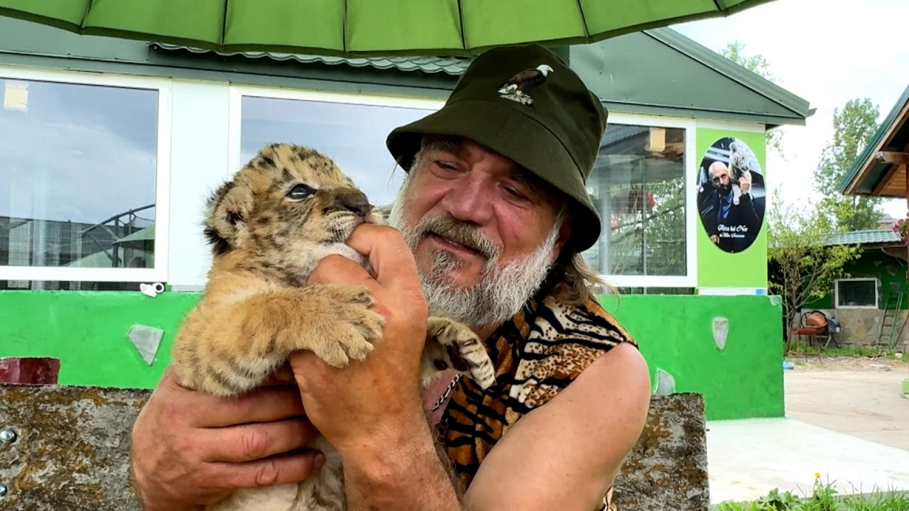 Primul pui de ligru din România, botezat "Goliath". Doar 20 de astfel ...