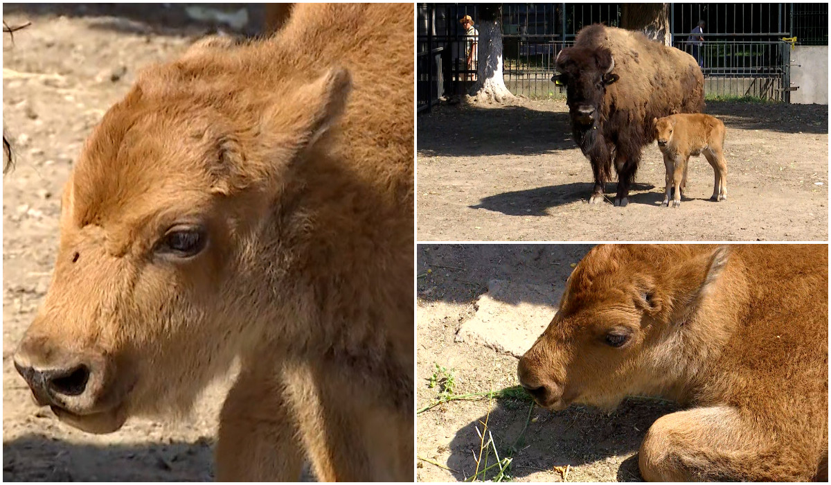 Pui de bizon american, născut la Zoo Craiova. Vizitatorii au venit cu propuneri de nume: Baloo ...