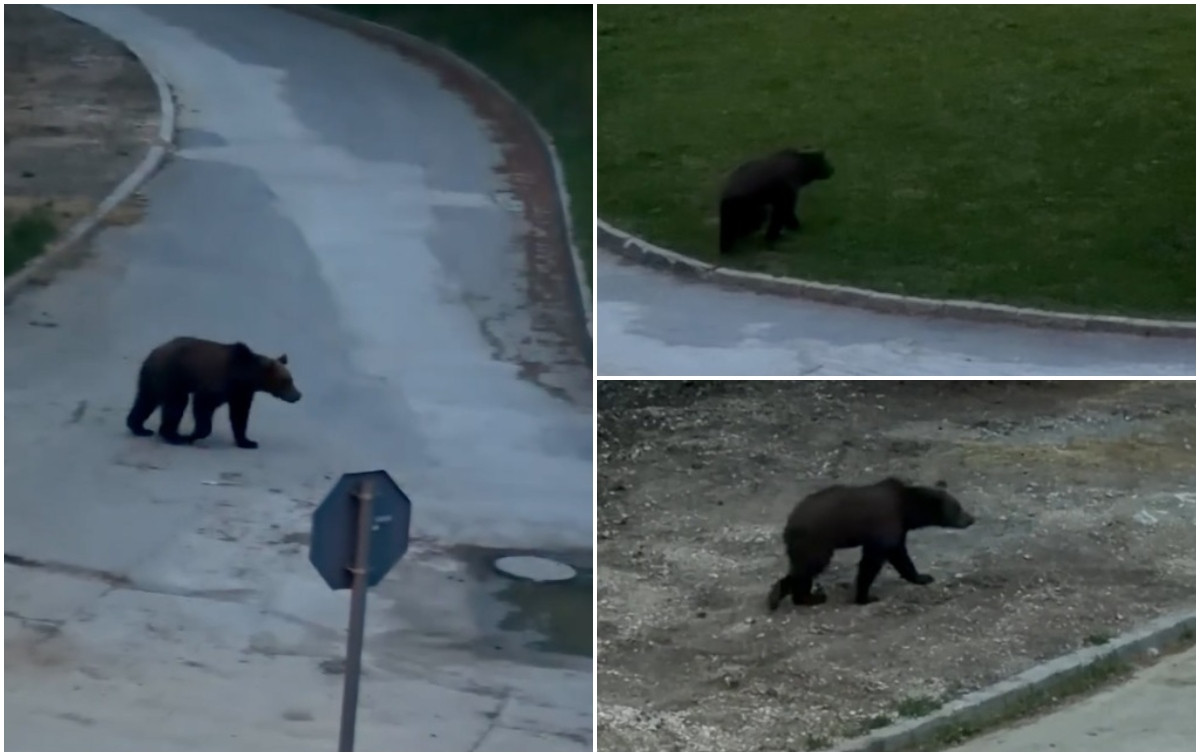 Au primit Ro-Alert pentru urs, dar s-au dus să îl vadă în oraș ...