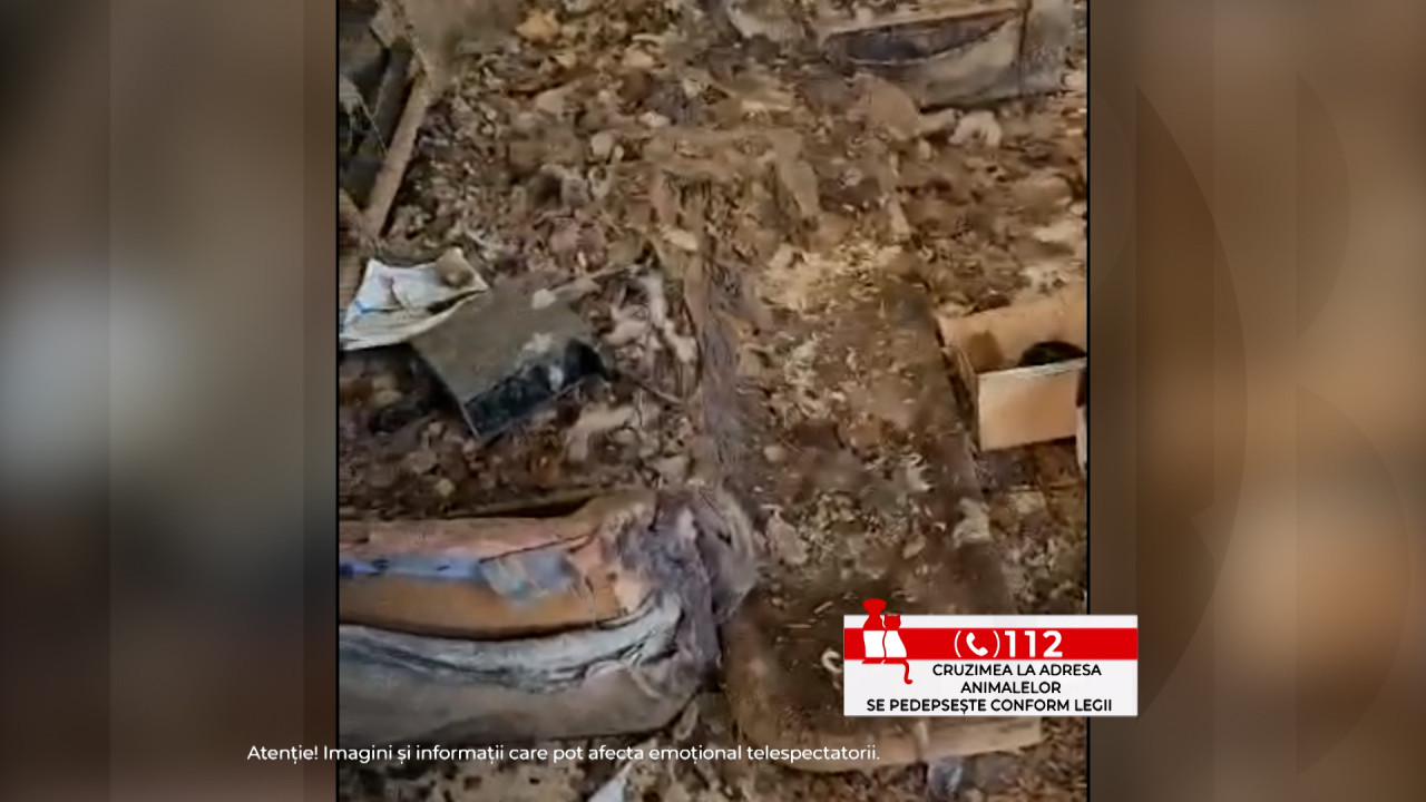Cadavre de câini și pisici, găsite în curtea unei femei care cerea ...